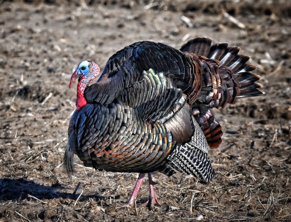 Peru de Natal é fêmea e vive em média 63 dias