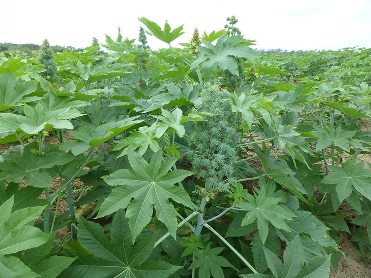 Embrapa e Kaiima firmam acordo para criar novos cultivares de mamona