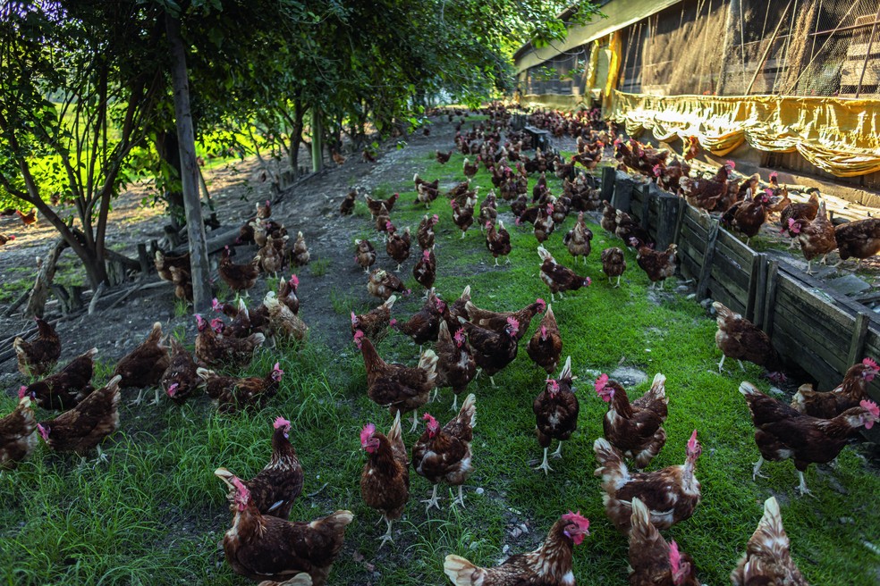 Além da ética: bem-estar animal gera renda ao produtor