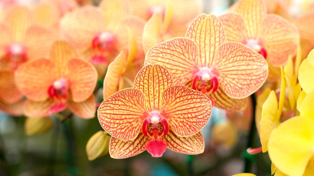 Qual o significado de cada cor de orquídea?