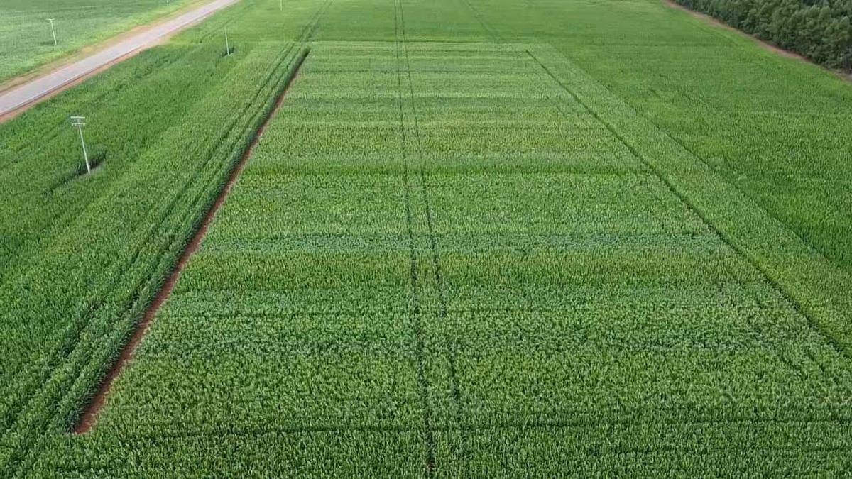 GDM entra no mercado de genética de sementes de milho