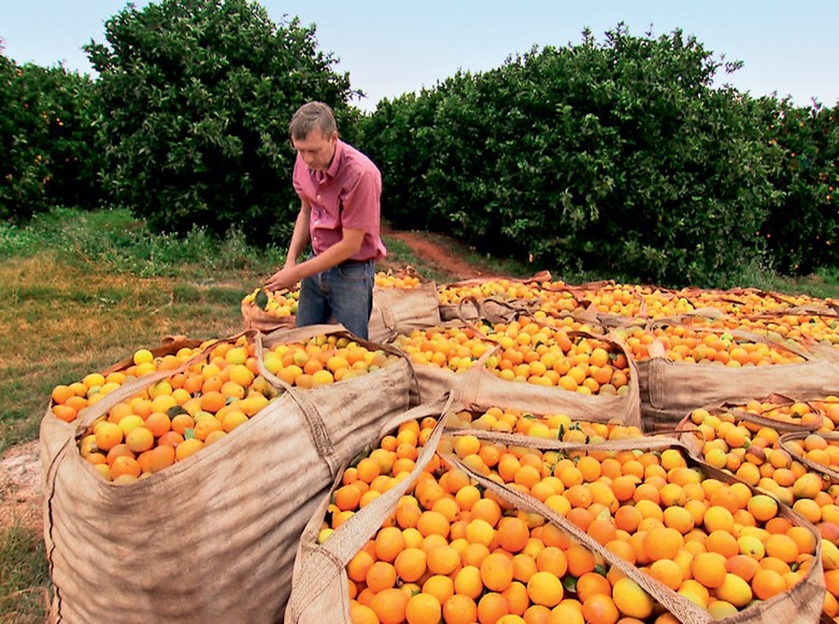 Tudo sobre greening, doença que pode devastar os pomares de laranja