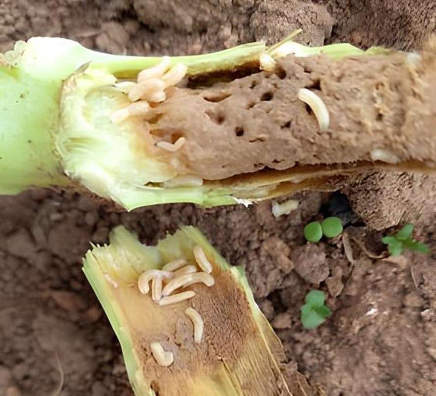 Larvas em hortaliças podem indicar doenças nas plantas