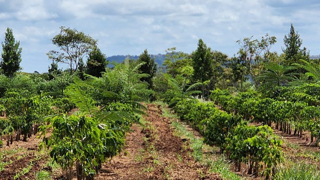 O que é agrofloresta, para que serve e quais as vantagens?