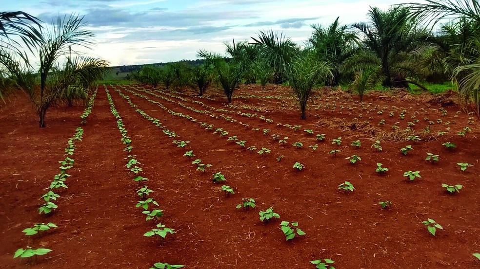 Produtores investem no plantio de espécies nativas no sistema de ILPF