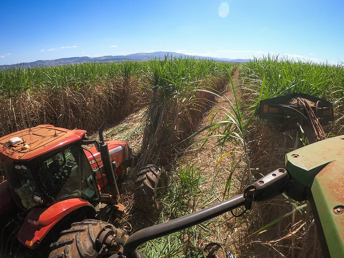 Consecana anuncia estudos de revisão no setor de cana em SP