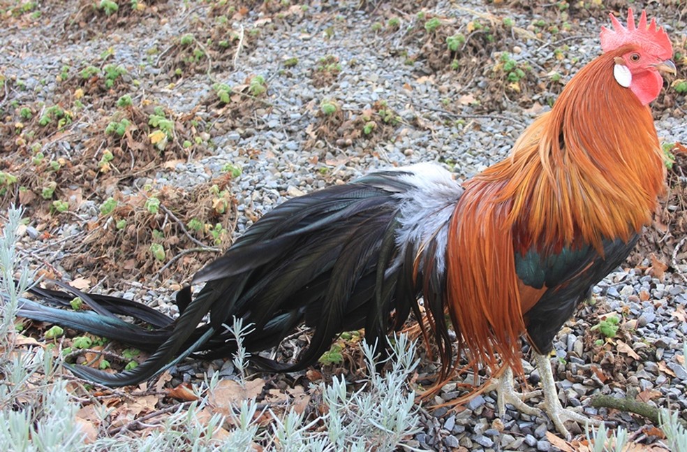 Raças exóticas de galinha. Conheça 6 existentes no mundo