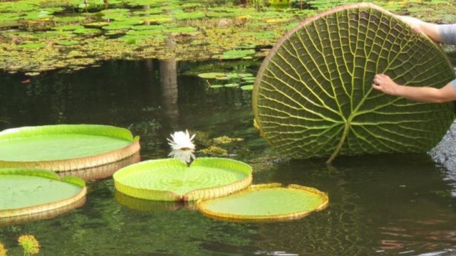 Vitória-régia: oito curiosidades sobre a maior planta aquática do mundo