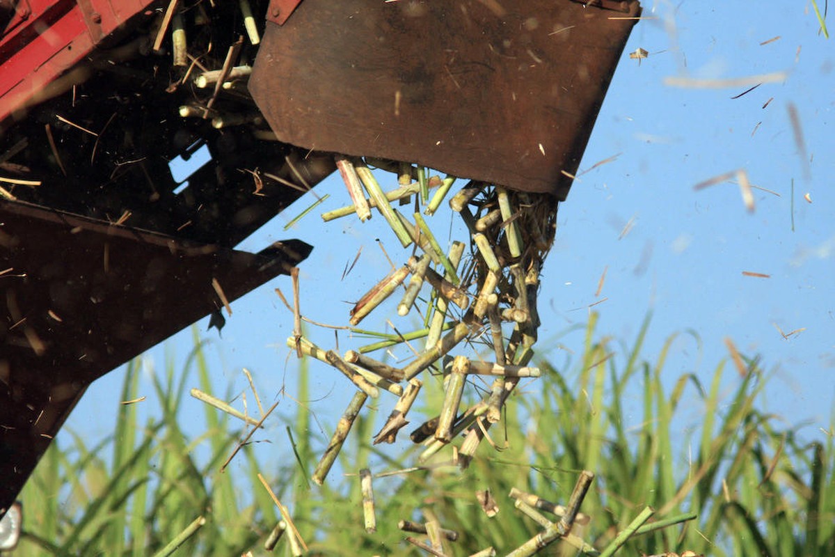 Clima limitará produção de cana na nova safra do centro-sul