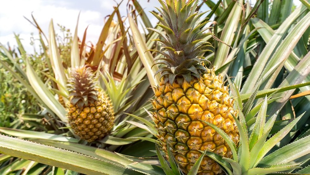 Abacaxi ajuda na digestão, previne doença e mais: 11 benefícios da fruta