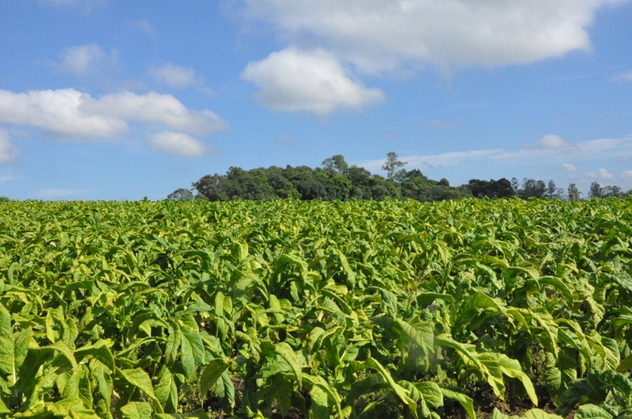Em um ano, produção de tabaco atraiu mais de 5.000 famílias no Sul do país