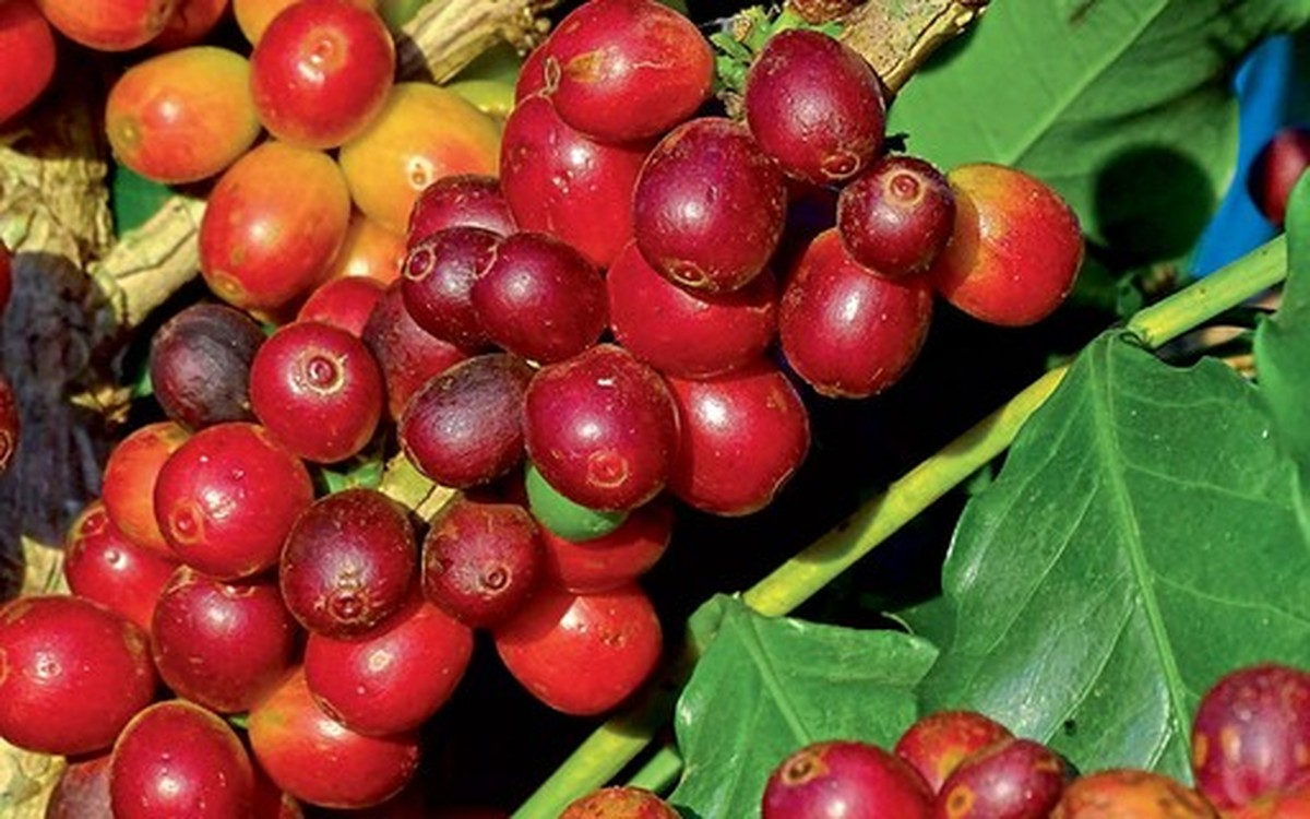 Cooxupé registra resultado recorde em 2025, com alta de 59% no faturamento