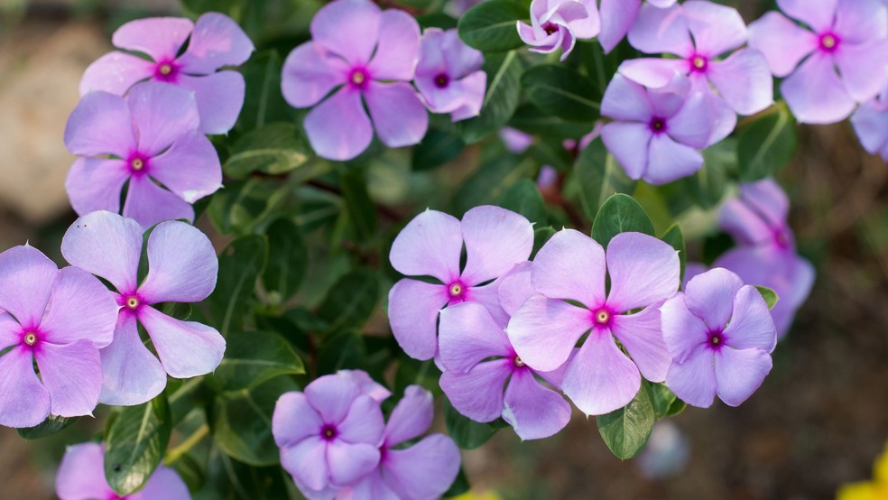 Veja dez opções de flores resistentes para cultivar no verão