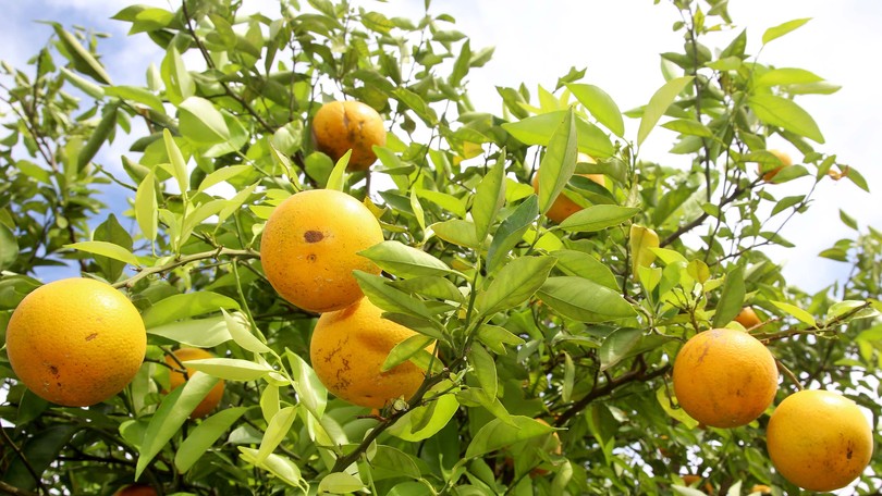 Existem mais de 5 tipos de laranja. Descubra se você conhece todas!