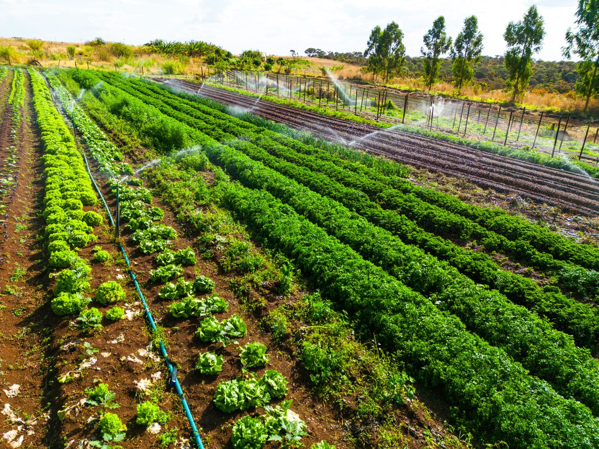 Preços pagos ao produtor rural subiram 2,8% em agosto, diz Cepea