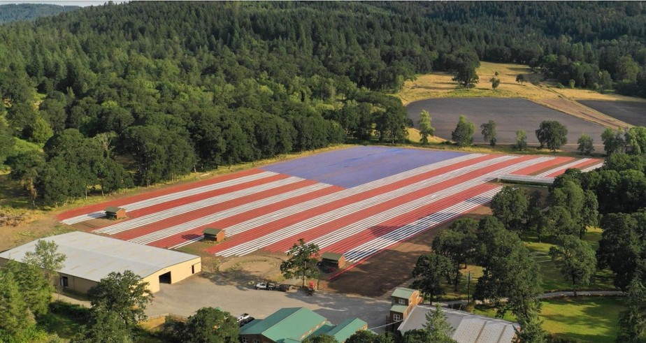Conheça os irmãos goianos que faturam milhões plantando cannabis nos EUA