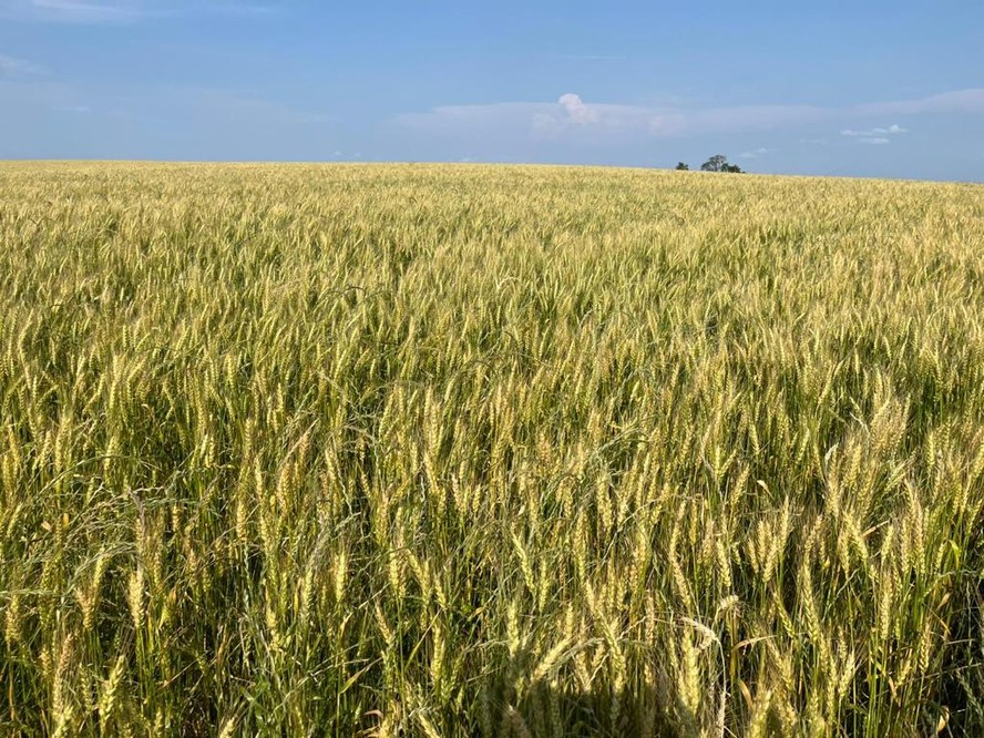 Umidade do solo favorece cultivo de trigo no Sul do país