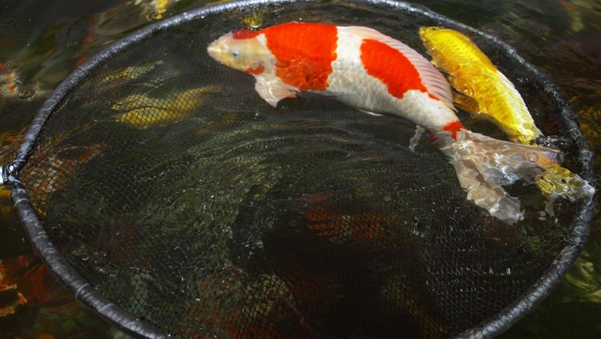 7 dicas para criar carpas