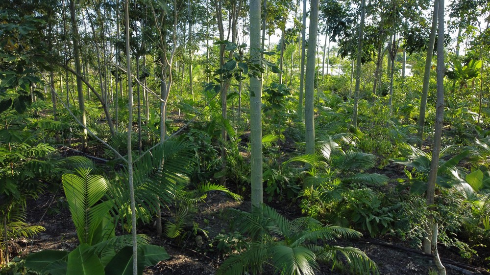 O que é agrofloresta, para que serve e quais as vantagens?