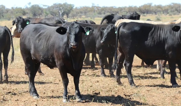 Raças de boi: conheça os principais bovinos para criação