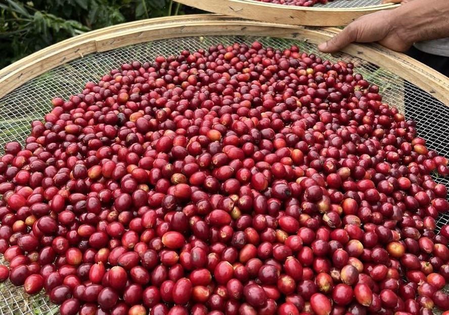 Café arábica fecha em alta de 2,64% na bolsa de Nova York