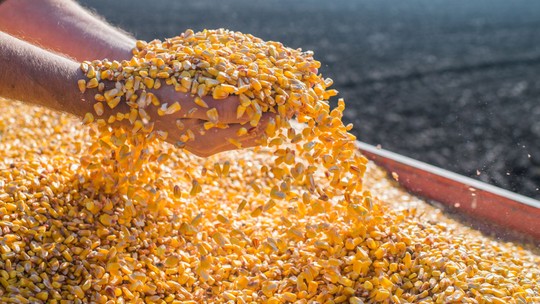 Milho brasileiro avança no mercado internacional e 'rouba' mercado da ...