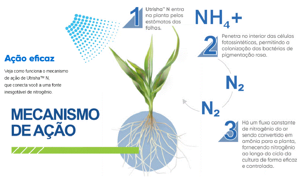 Fertilizante biológico capta nitrogênio do ar e nutre as plantas