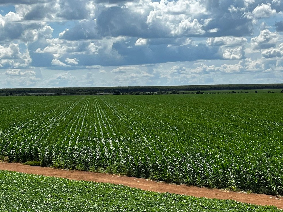 Agricultura regenerativa é testada em produção de soja e mostra avanços