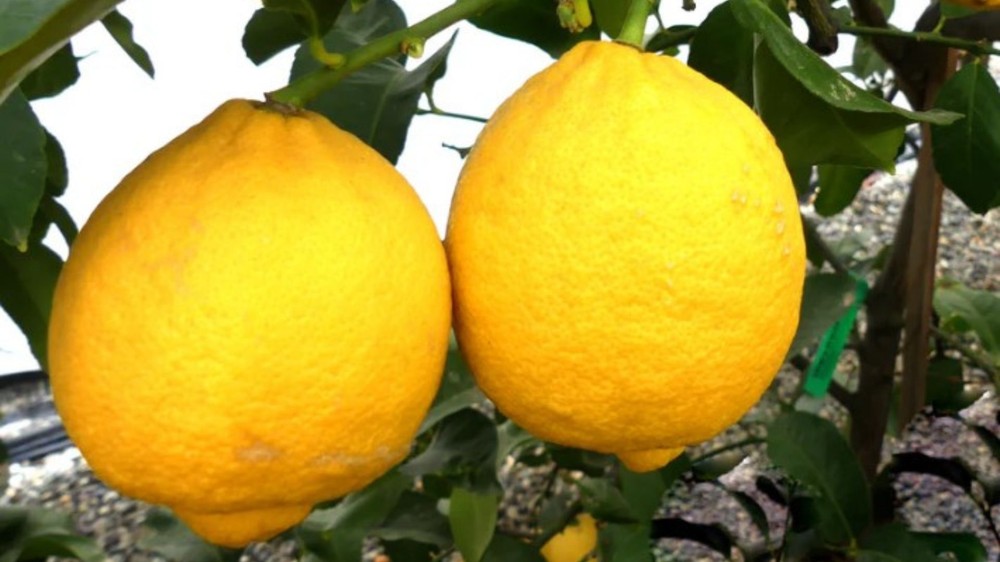 Quais tipos de limão existem? Conheça as principais variedades