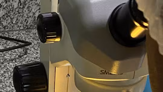 Empresa exporta embriões bovinos a países da África, Ásia e América Latina