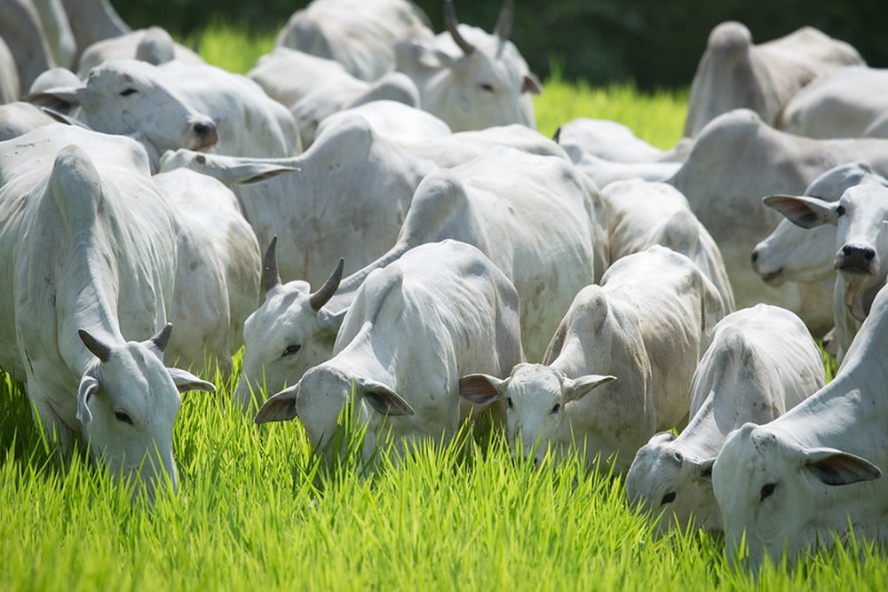 Raças de boi: conheça os principais bovinos para criação