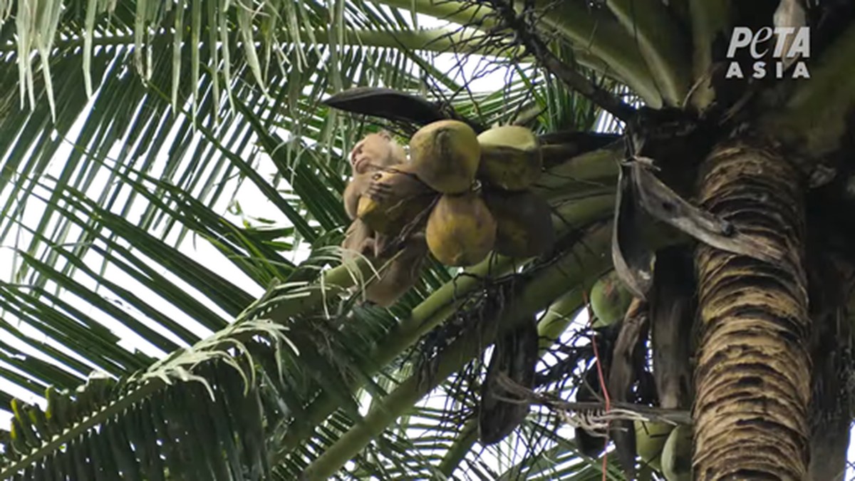 Uso de macacos na colheita leva a boicote a leite de coco da Tailândia