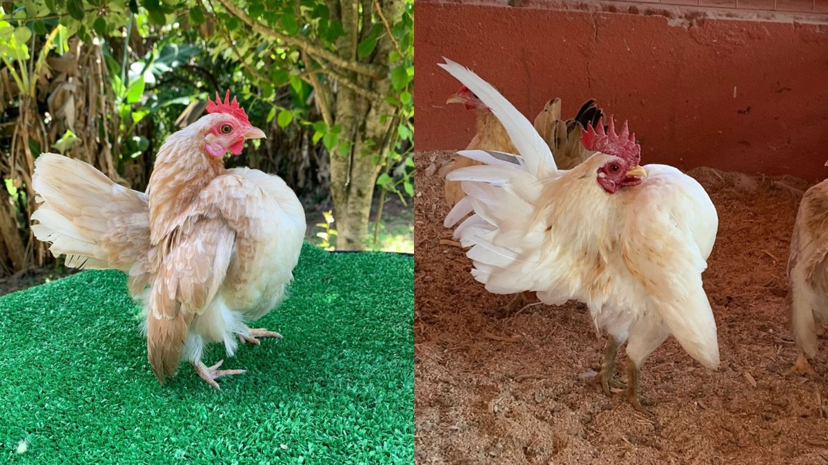 Pequena, mas valiosa: conheça a mini galinha que pode custar mais de R ...