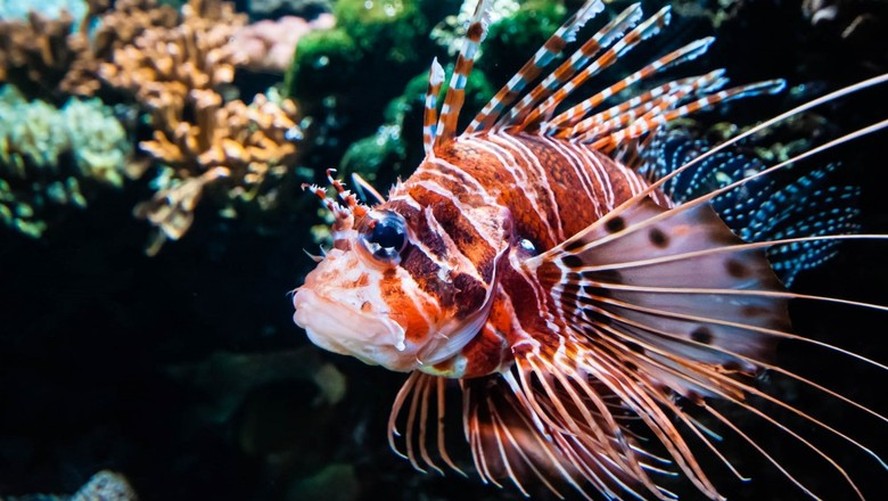 Peixe Predador Peixe Leão, Predador Venenoso E De Origem Asiática,