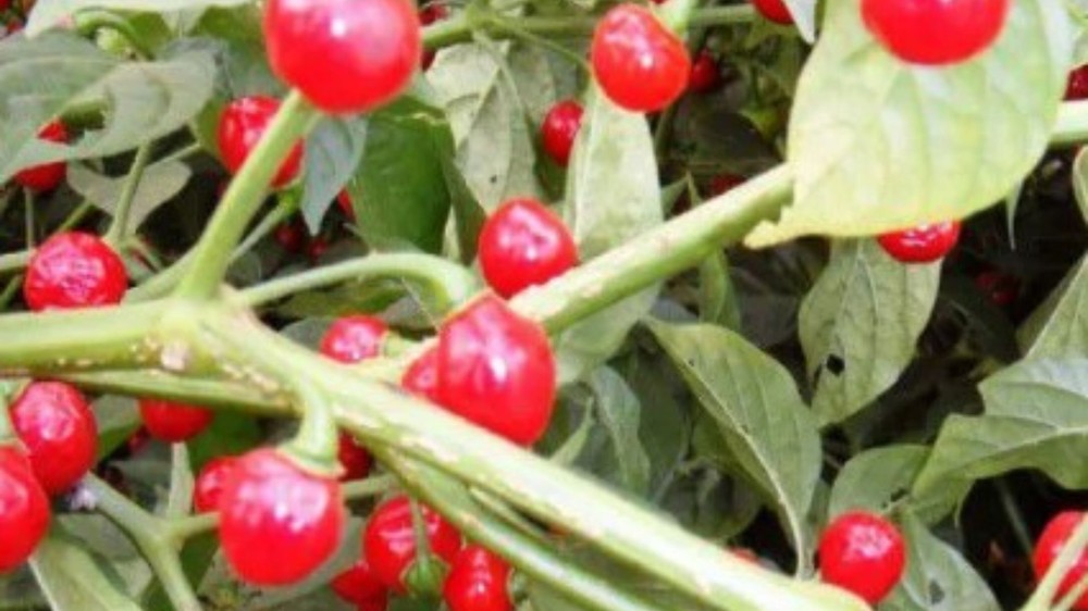 Tipos de pimenta: conheça as variedades mais consumidas no Brasil