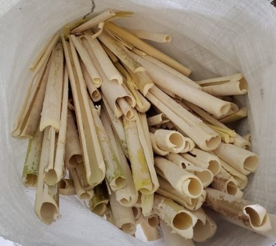 Cascas do palmito pupunha podem virar uma nutritiva farinha