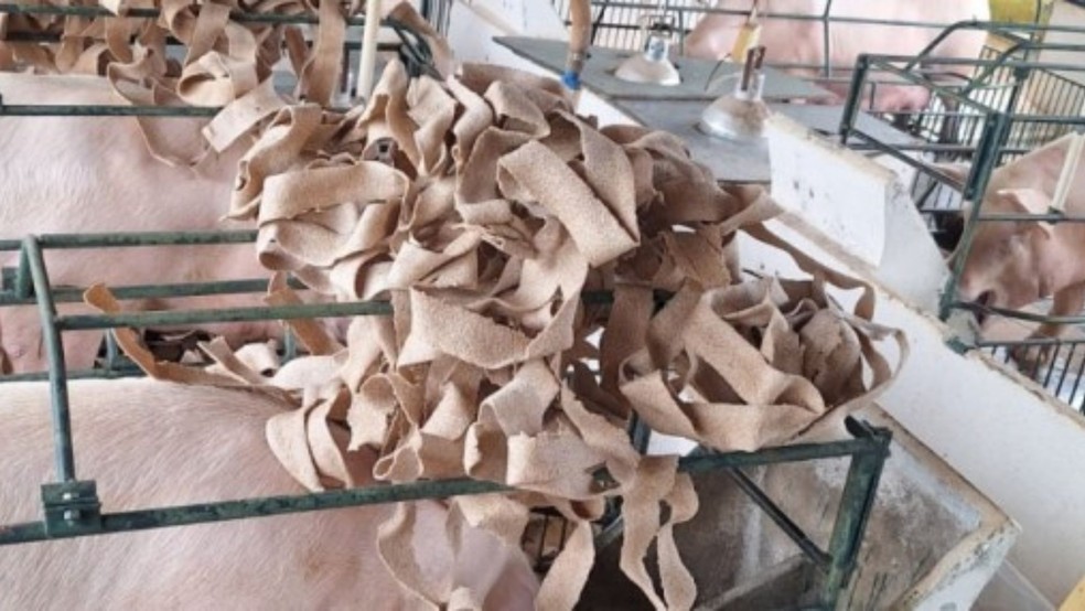 Ninho artificial biodegradável auxilia porcas antes do parto; conheça