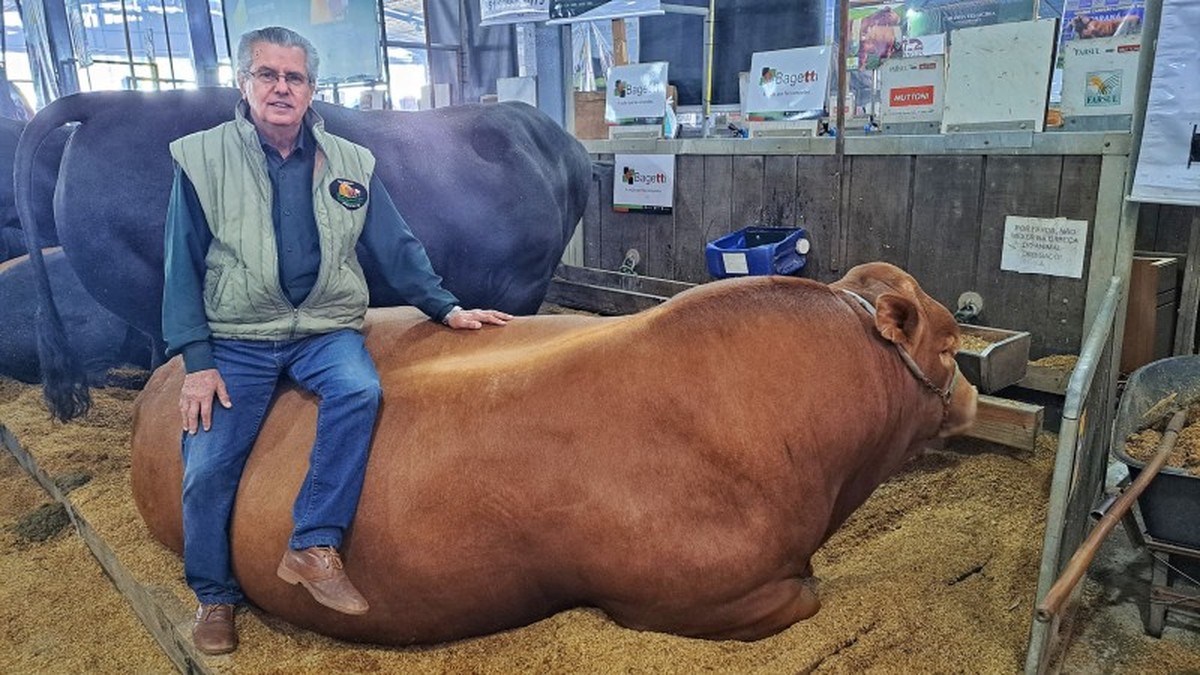 Mais de uma tonelada: conheça o touro mais pesado da Expointer