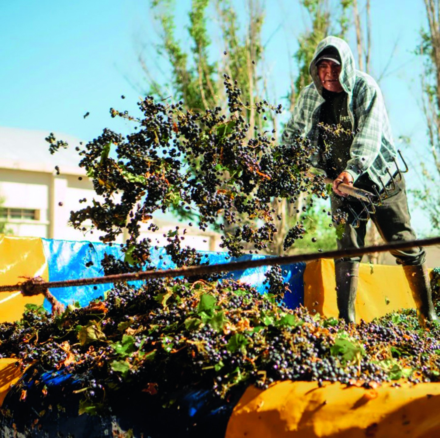 Vinhos do deserto: conheça a produção de Mendoza, na Argentina