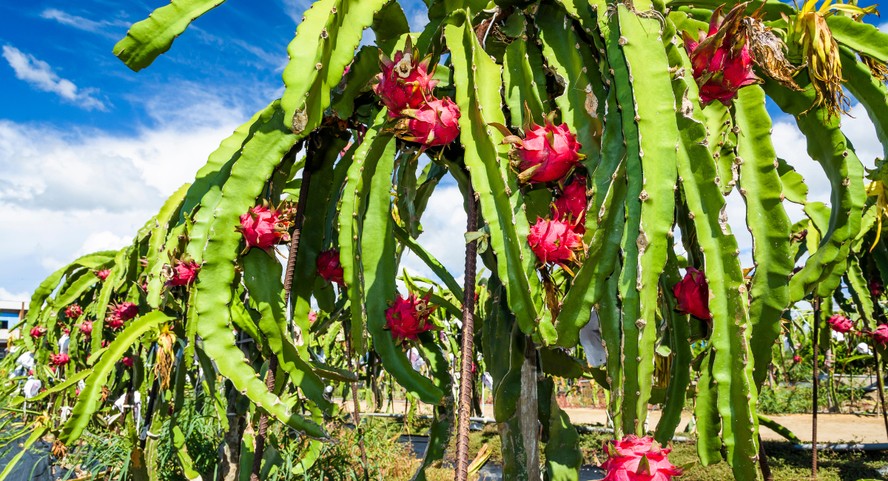Pitaya dá em árvore? Entenda de onde vem a fruta