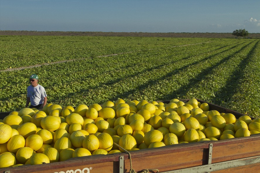 Preços do melão caem 26% na semana nas regiões produtoras