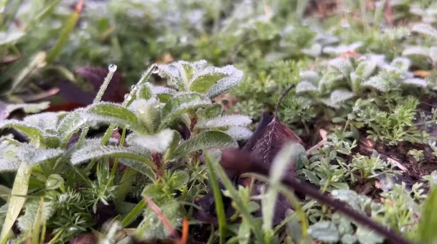 O que é geada? Saiba como o fenômeno é formado