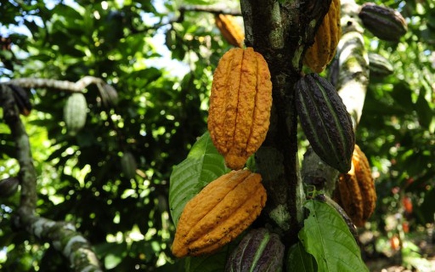 Nestlé investe R$ 20 milhões em práticas sustentáveis na cadeia do cacau