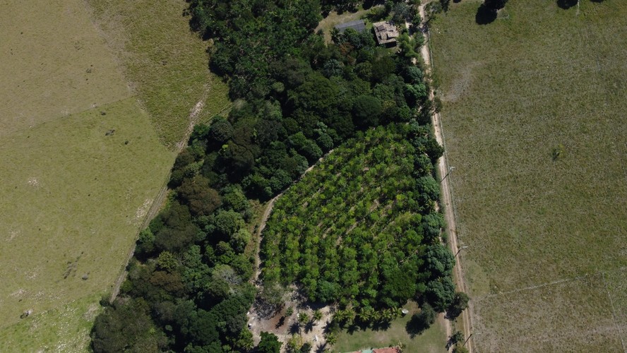 Restauração florestal pode gerar 1,46 milhão de toneladas de alimentos ...