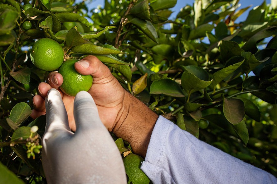 Preço do limão tahiti sobe com baixa oferta da fruta