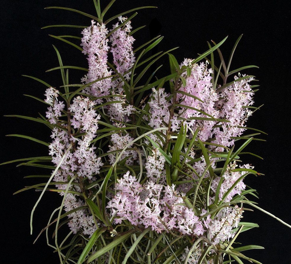 Exposição de orquídeas em São Paulo marca início da primavera