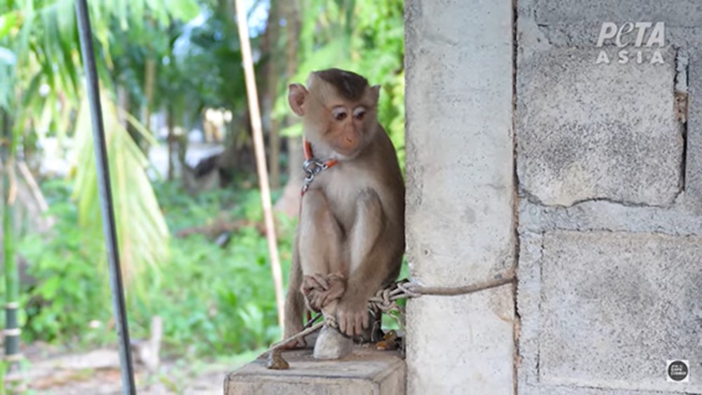 Uso de macacos na colheita leva a boicote a leite de coco da Tailândia