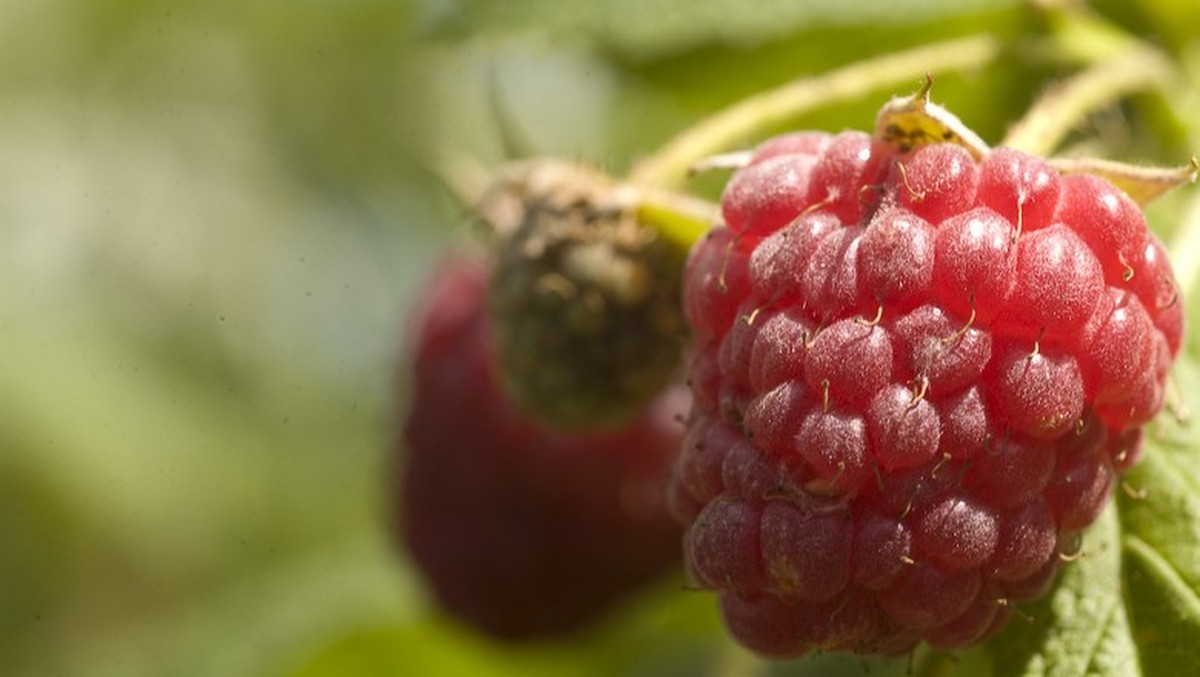 Como plantar framboesa