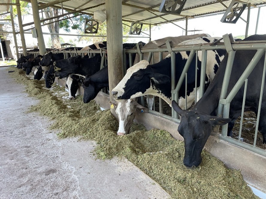 Com capacitação, pecuaristas multiplicam por quatro a produção de leite