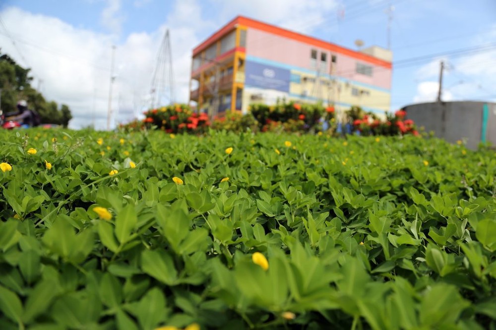 Amendoim: conheça os benefícios e veja como plantar